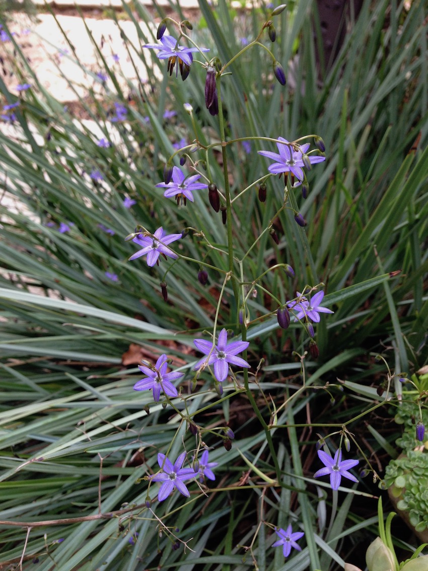 Hello ‘Little Rev’… | Queen of the Dirt