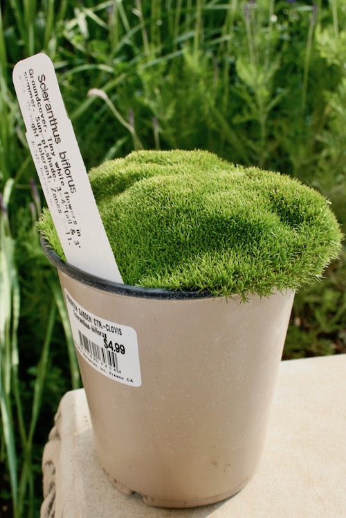 Australian Astroturf… | Queen of the Dirt