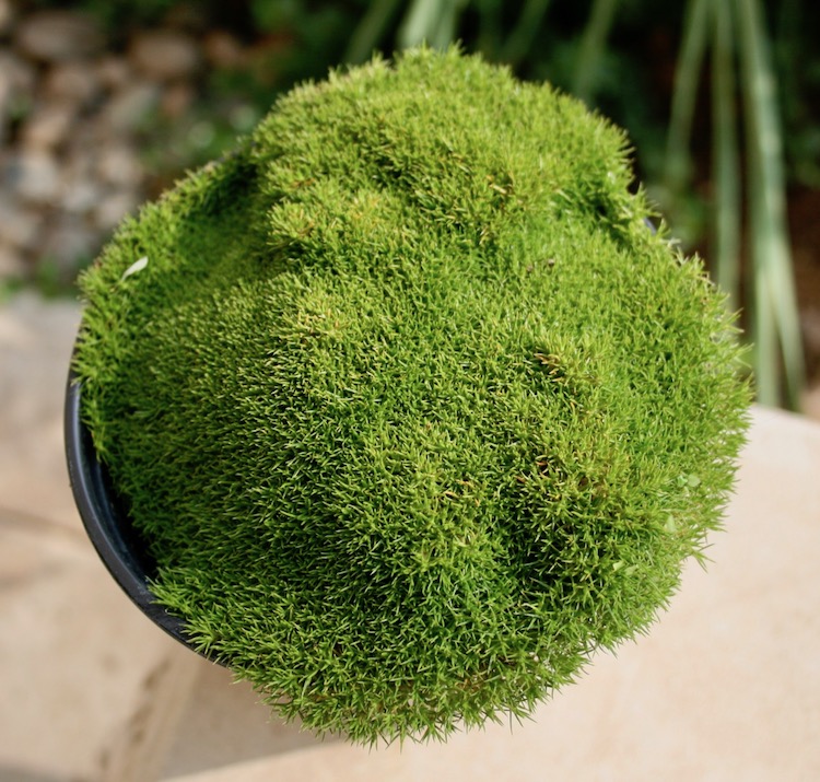 Australian Astroturf… | Queen of the Dirt