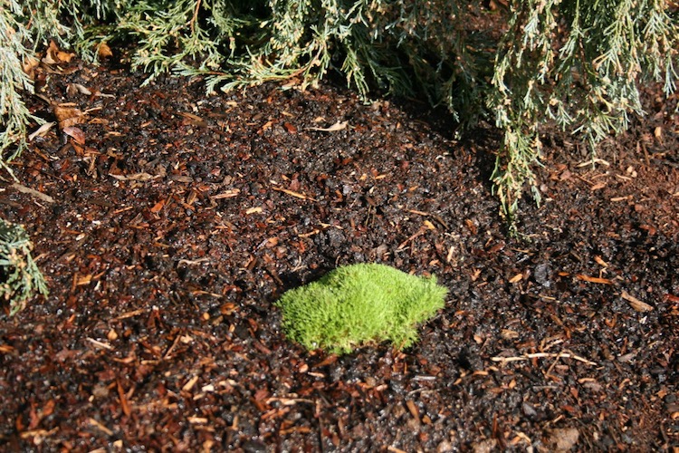 Australian Astroturf… | Queen of the Dirt