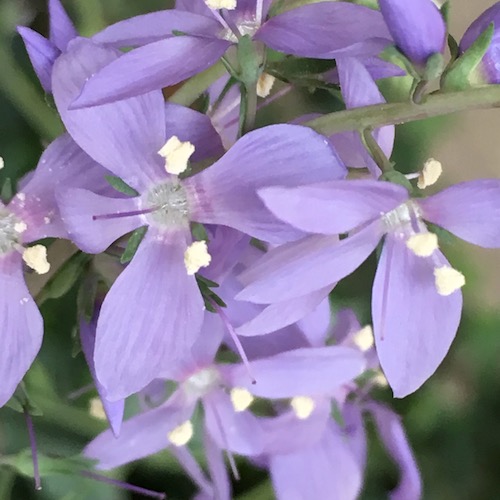 Digger’s Speedwell… | Queen of the Dirt