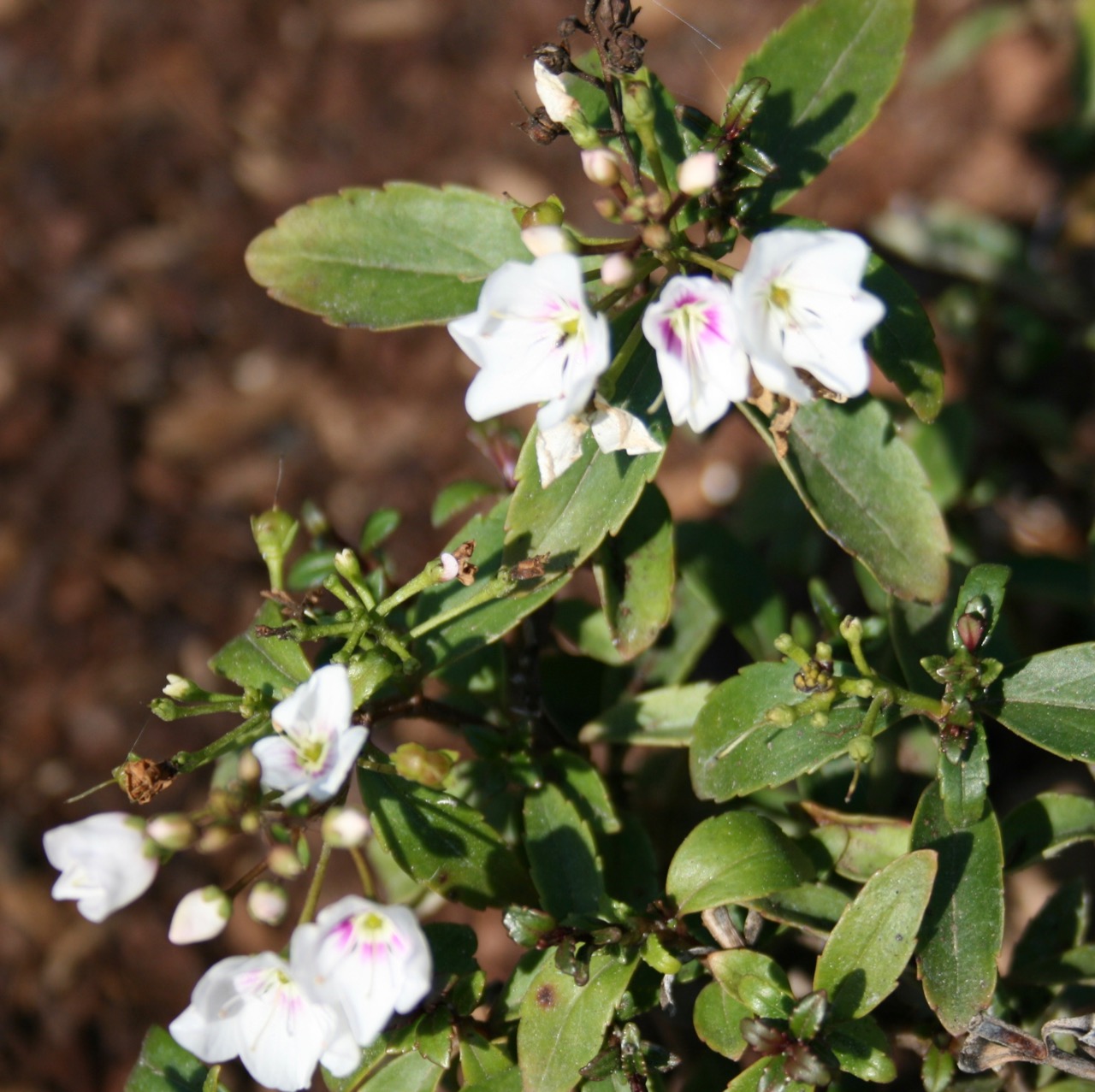 Digger’s Speedwell… | Queen of the Dirt